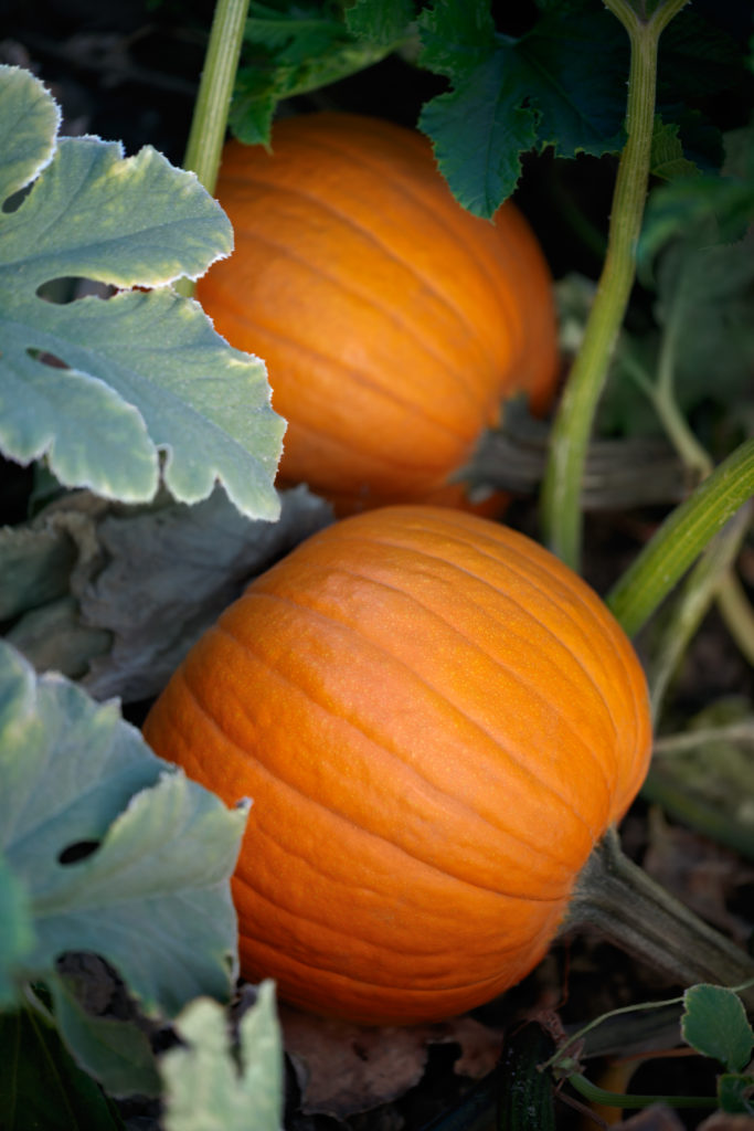 Fall Splendor Plus - Sakata Home Grown