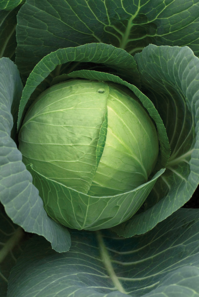 Charmant - Sakata Home Grown