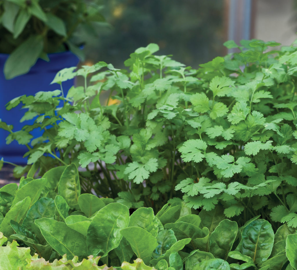 Santo - Sakata Home Grown