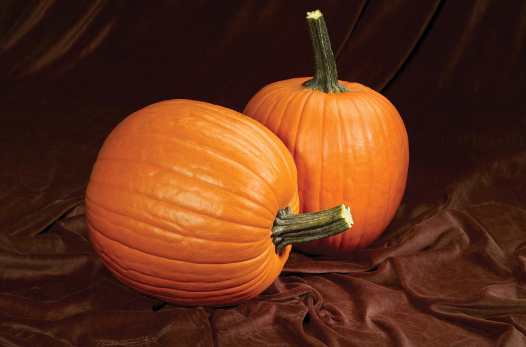 Pumpkin - Sakata Home Grown