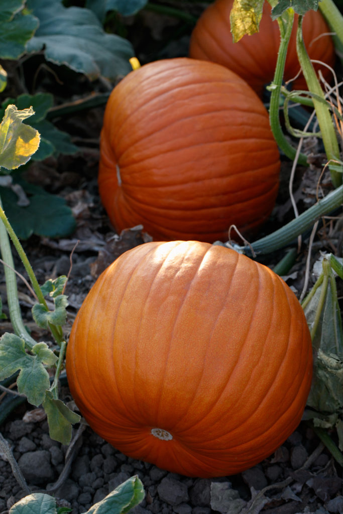 Hijinks - Sakata Home Grown