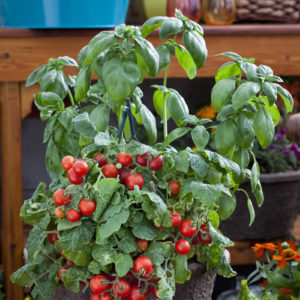 Tomato - Sakata Home Grown