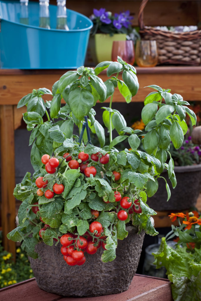 Little Birdy 'Red Robin' - Sakata Home Grown