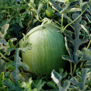 Watermelon - Sakata Home Grown