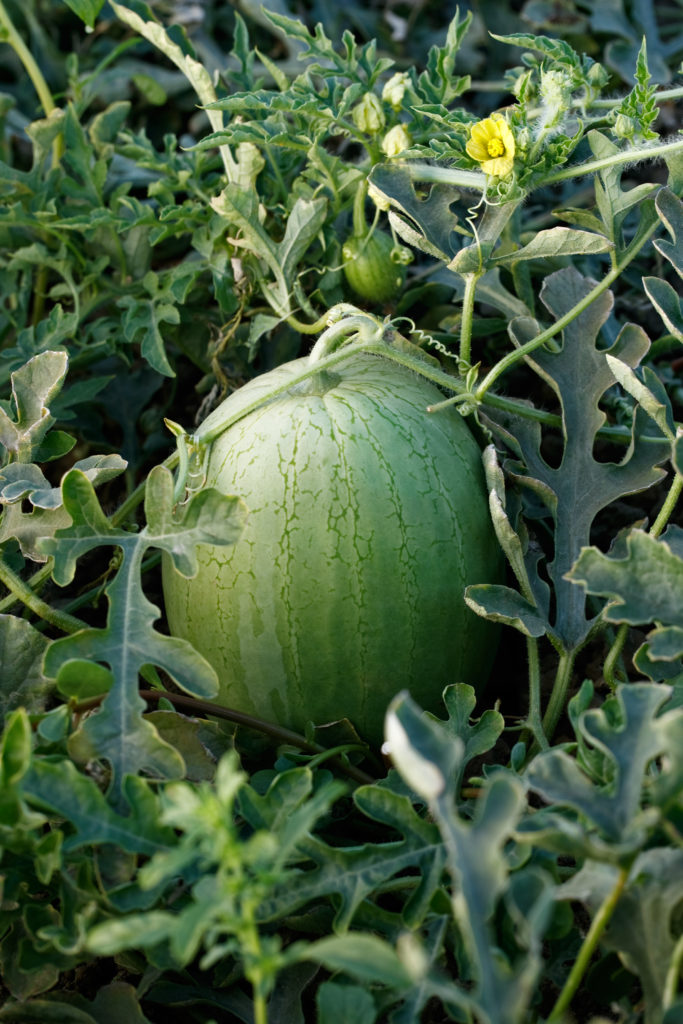 Watermelon - Sakata Home Grown