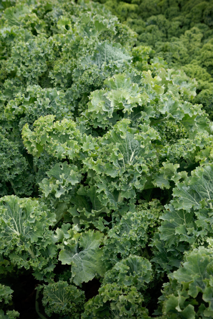 Improved Dwarf Siberian - Sakata Home Grown