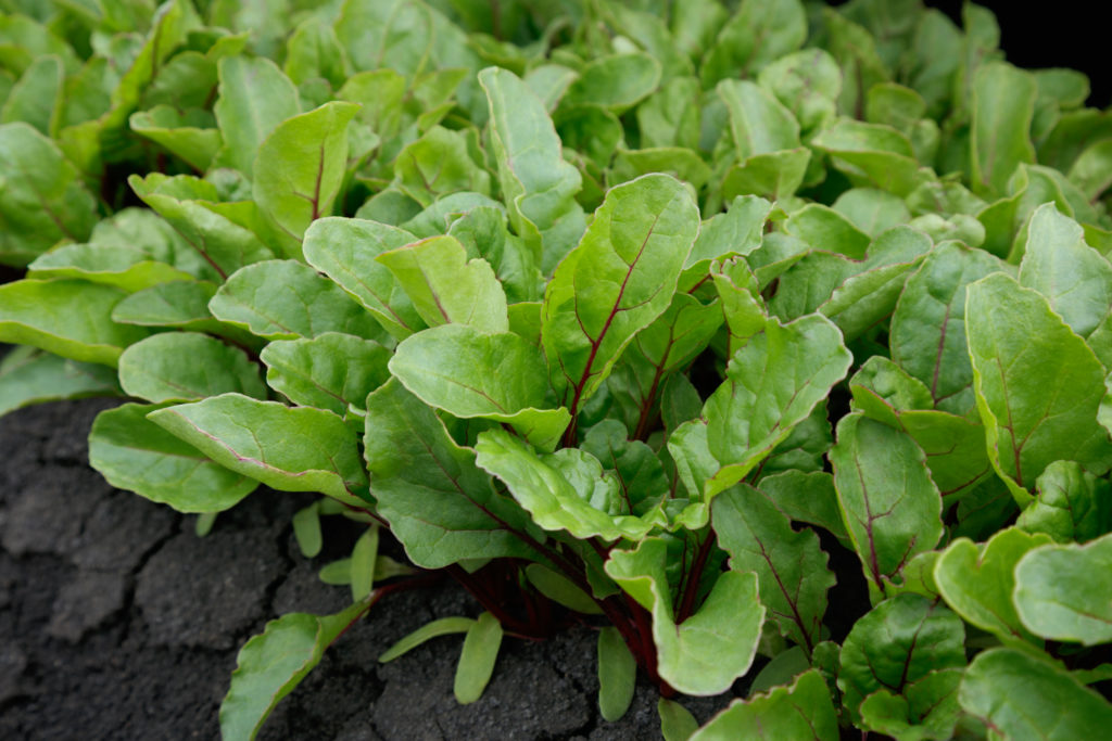 Fire Fresh - Sakata Home Grown