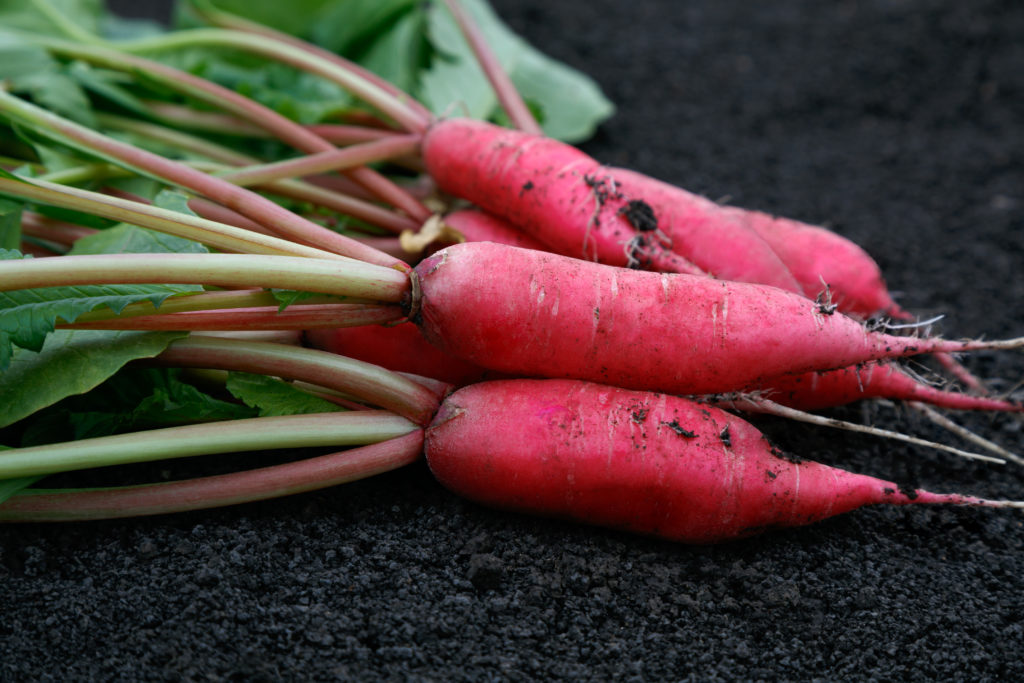 Shunkyo Semi-Long - Sakata Home Grown