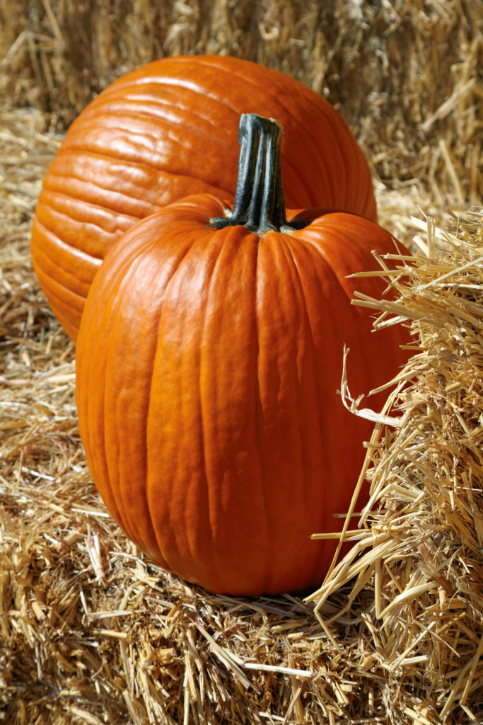 Large Marge - Sakata Home Grown