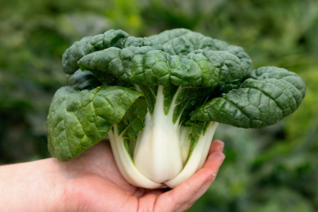 Asian Delight - Sakata Home Grown