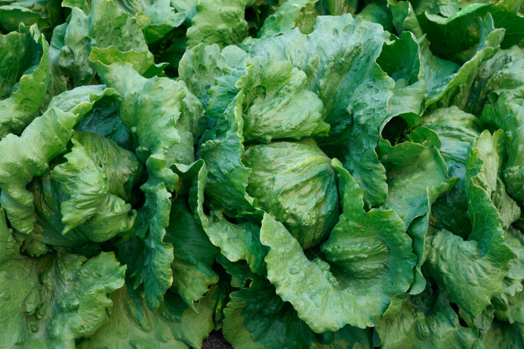 Lettuce - Sakata Home Grown