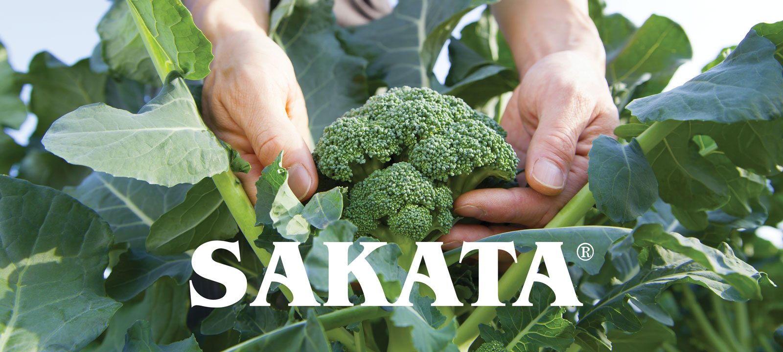 Contact Us - Sakata Home Grown