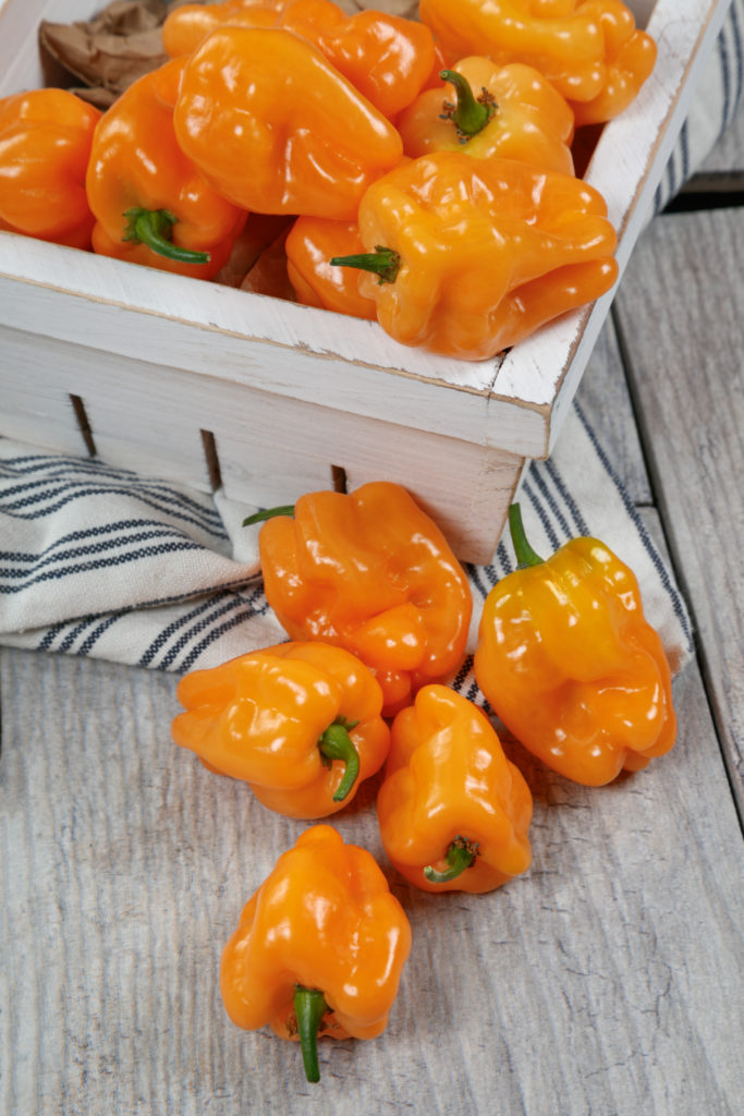 Chaak - Sakata Home Grown