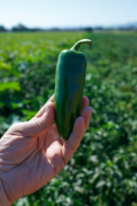 Megatron - Sakata Home Grown