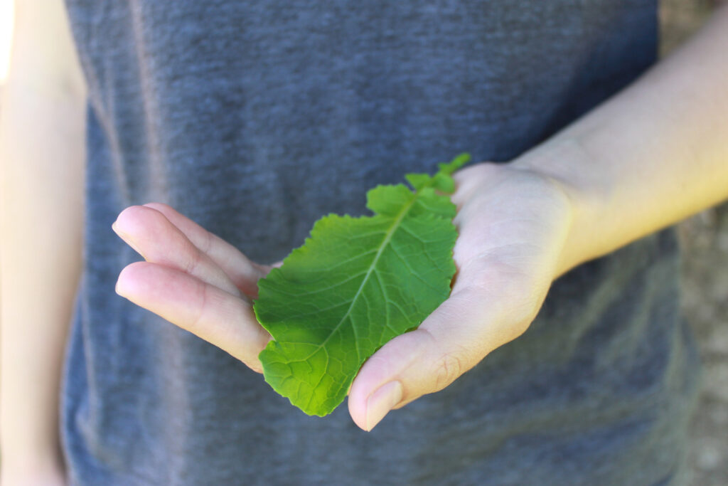 Topper - Sakata Home Grown