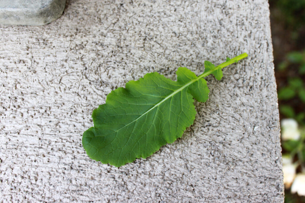 Topper - Sakata Home Grown