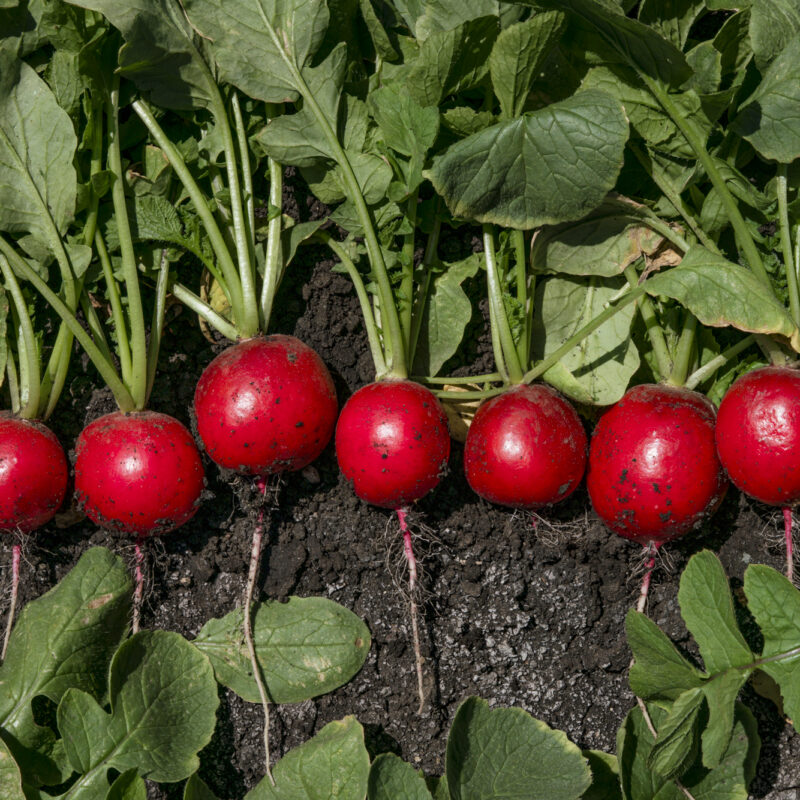 Crunchy Supreme - Sakata Home Grown