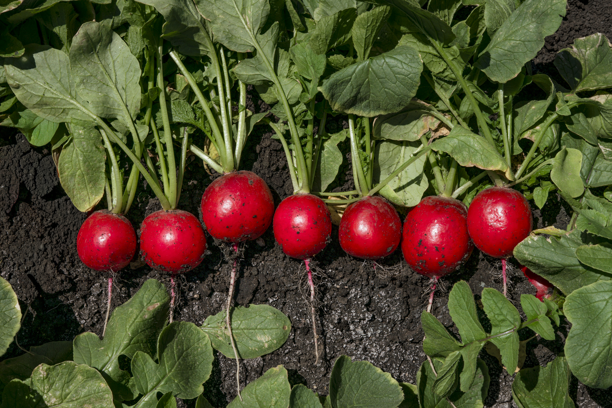 Crunchy Supreme - Sakata Home Grown