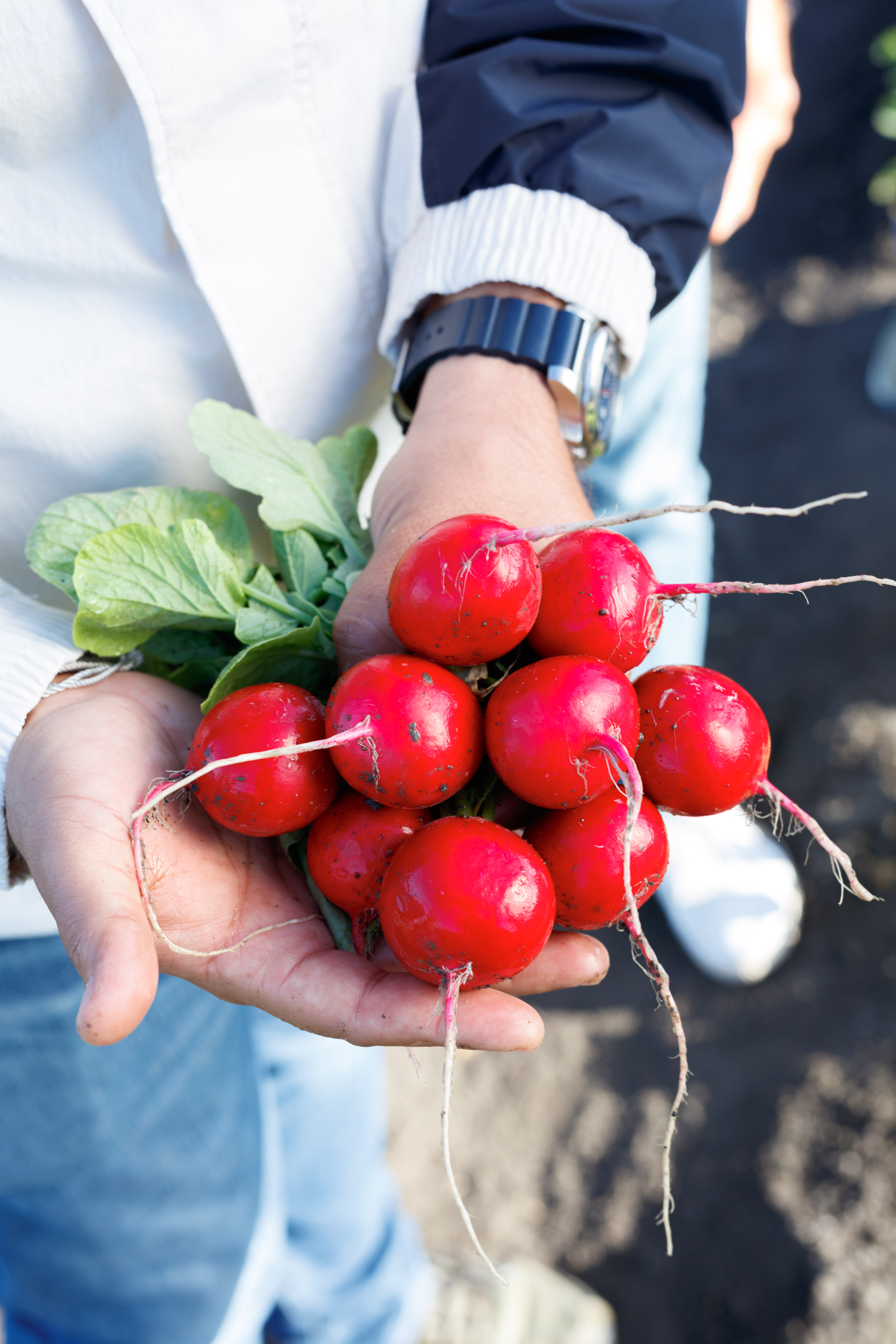 Crunchy Supreme - Sakata Home Grown